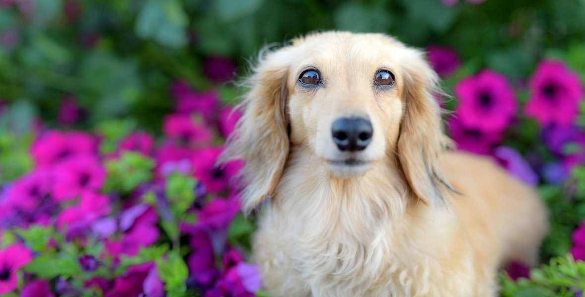 Three steps for the perfect pup portrait | The Happy Jack Co